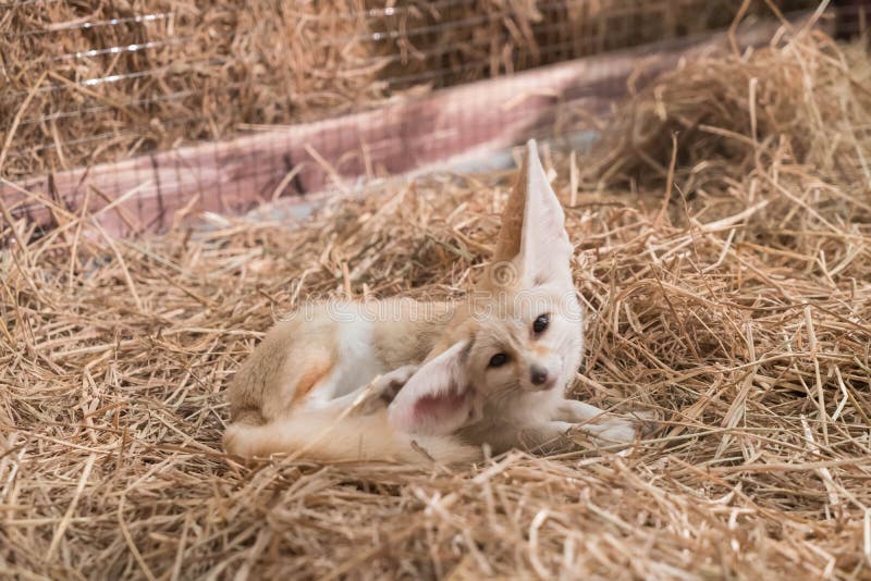 Volpe Fennec O Volpe Del Deserto Immagine Stock - Immagine di pelliccia ...