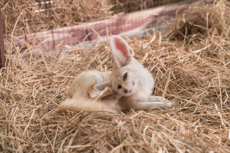 Volpe Del Deserto O Del Fennec Immagine Stock - Immagine di pelliccia ...