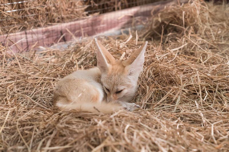 Volpe Del Deserto O Del Fennec Immagine Stock - Immagine di pelliccia ...