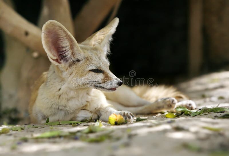 Volpe fennec fotografia stock. Immagine di terra, deserto - 2450354