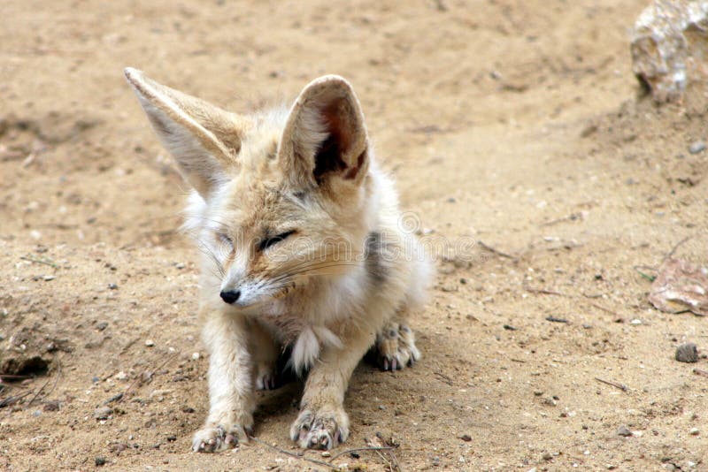 Volpe Fennec Allo Zoo Di Tozeur Fotografia Stock - Immagine di deserto ...