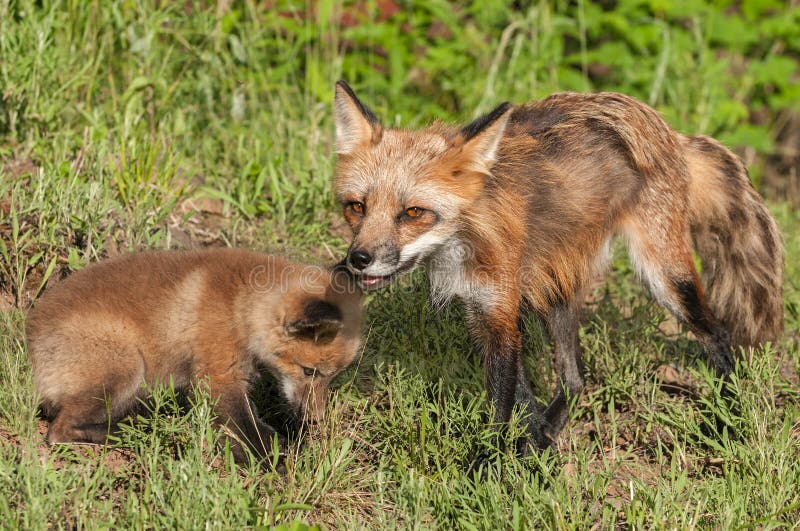 Volpe Di Fox Rosso (vulpes Di Vulpes) E Corredo Immagine Stock ...