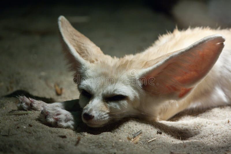Volpe fennec a riposo fotografia stock. Immagine di volpe - 21283158