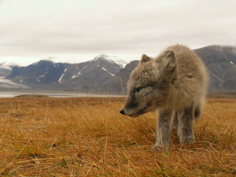 Volpe artica fotografia stock. Immagine di norvegia, animale - 24668738
