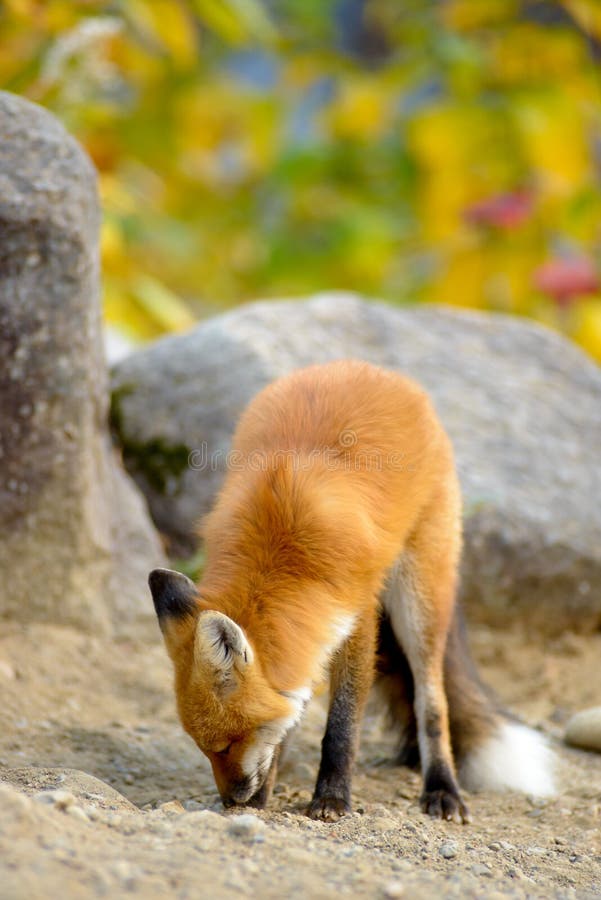 Volpe Rossa Che Cerca L'alimento Fotografia Stock - Immagine di rosso ...