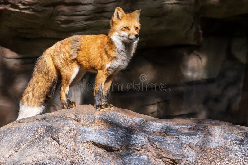 Volpe Rossa stock image. Image of haired, rossa, volpe - 259666451