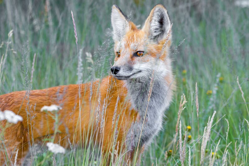 Volpe Rossa Selvaggia in Erba Verde Fotografia Stock - Immagine di ...