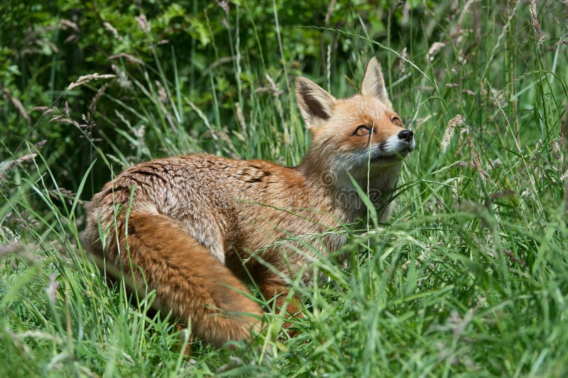 Volpe Rossa (vulpes Del Vulpes) Immagine Stock - Immagine di animale ...