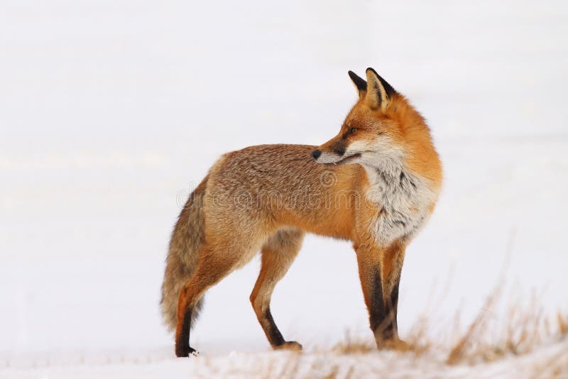 Volpe Rossa (vulpes Del Vulpes) Immagine Stock - Immagine di carino ...