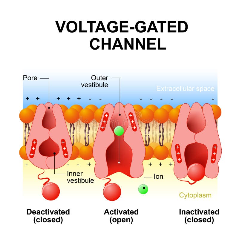 Voltage Gated Ion Channels