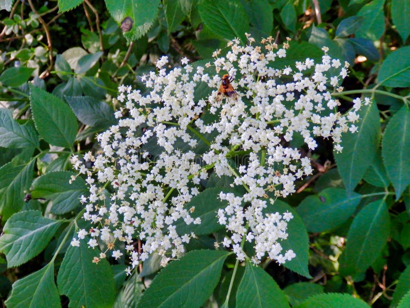 Volucella inflata hoverfly stock photo. Image of volucella - 306429236