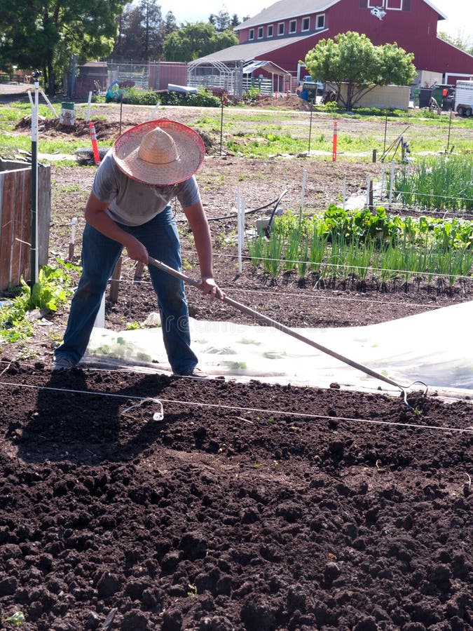 Volunteer Preparing Soil at Community Farm Editorial Stock Photo ...