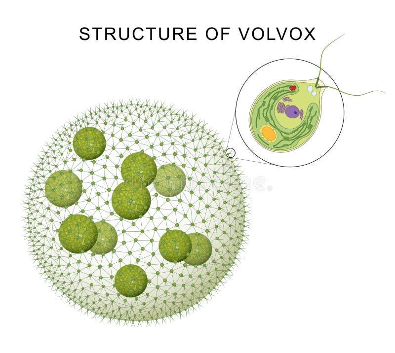 Typical Volvox Colony Stock Illustrations – 1 Typical Volvox Colony ...