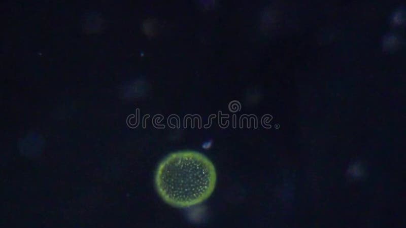 Volvox Aureus Under Microscope Rotating Colonies Bacteria Cells. Stock ...