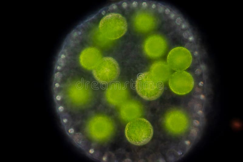 Volvox in Drop of Water Under the Microscope. Stock Photo - Image of ...