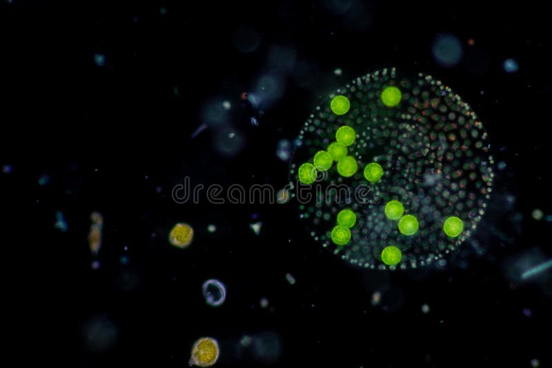 Volvox in Drop of Water Under the Microscope. Stock Image - Image of ...