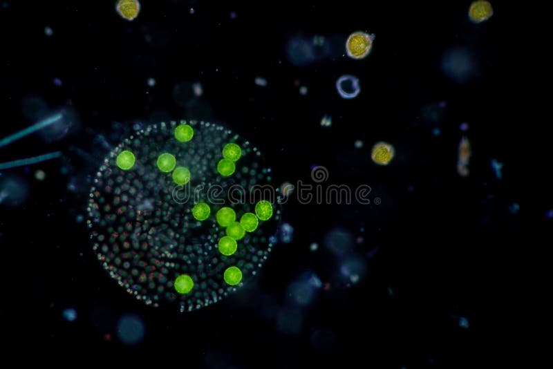 Volvox in Drop of Water Under the Microscope. Stock Photo - Image of ...