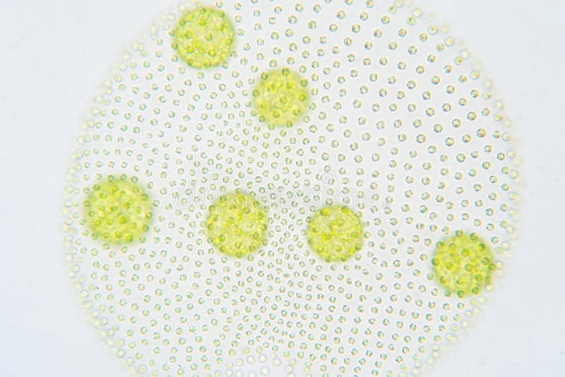 Volvox is a Polyphyletic Genus of Chlorophyte Green Algae or ... Volvox is a Polyphyletic Genus of Chlorophyte Green Algae or ...