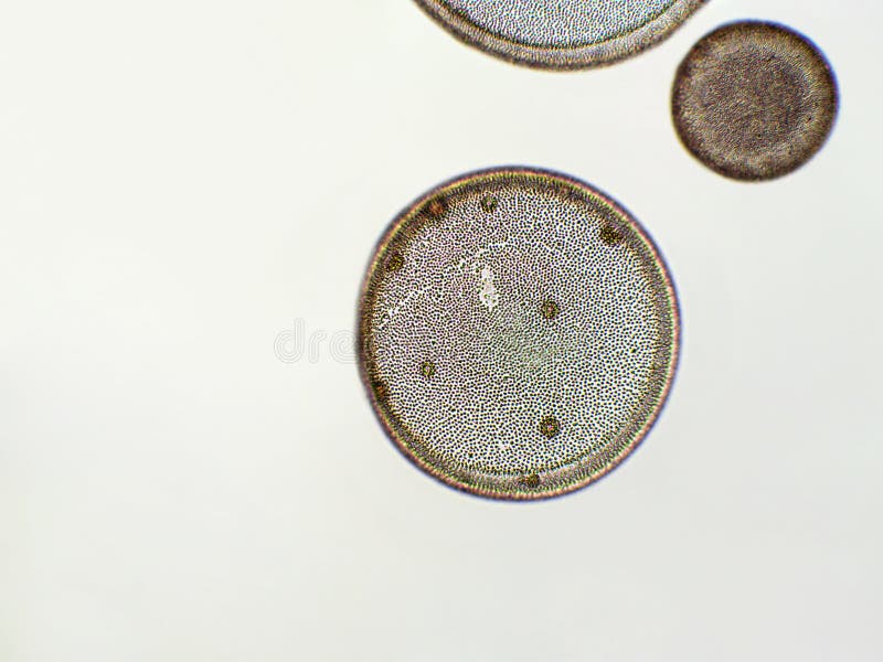 Diatomaceous Earth Under Microscope