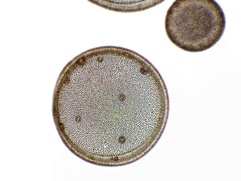 Volvox Sp. Green Algae Under Microscopic View Stock Image - Image of ...