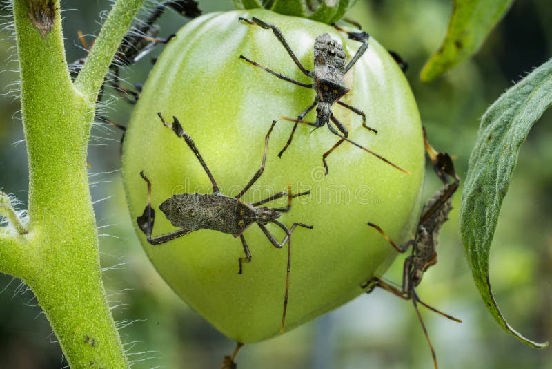 Volwassen Blad Betaalde Insecten Op Tomaten Stock Foto - Image of macro ...