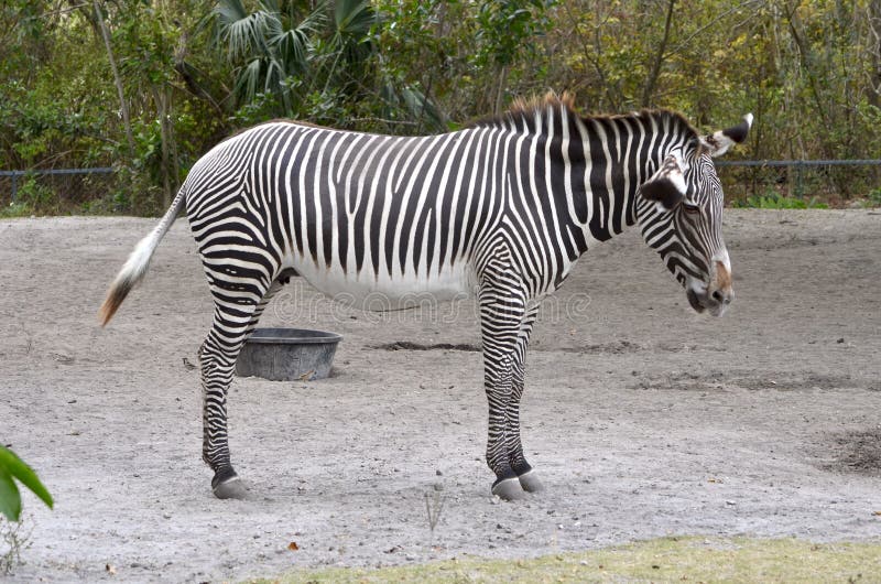 Gestreept Merrie En Veulen Die Zich Dicht Bij Elkaar in Struik Voor ...