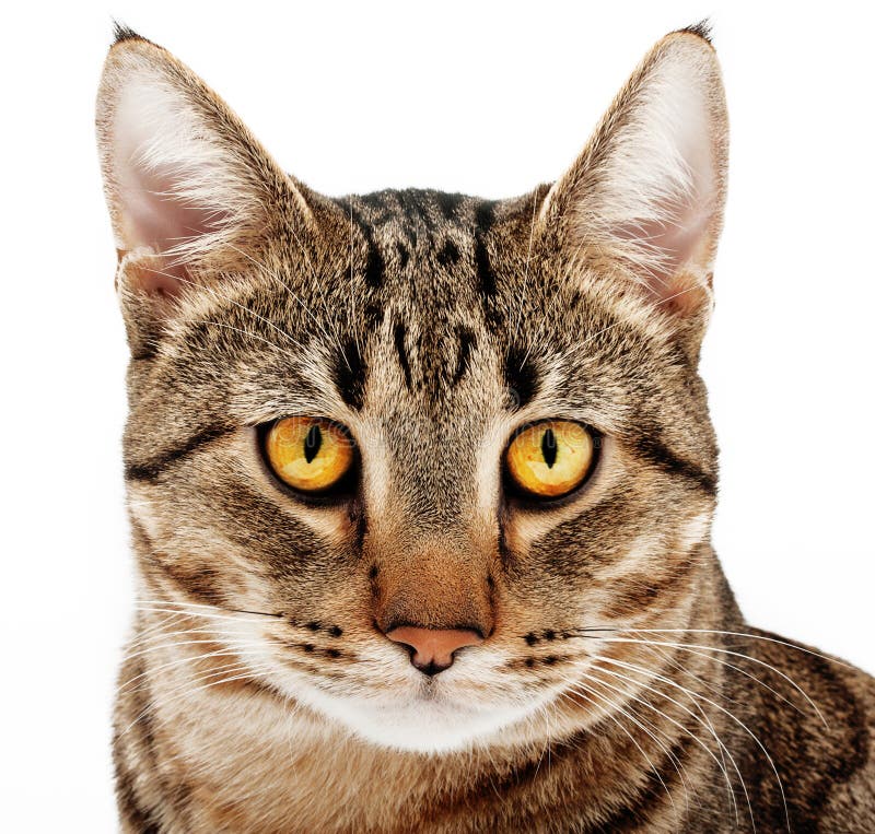 Volwassen kat. stock afbeelding. Image of zoet, binnenlands - 35884545