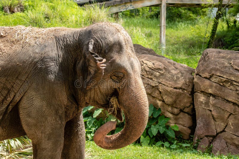 Vrouwelijke Olifant Met Kereltje Bij Zonsondergang In Het Nationale ...