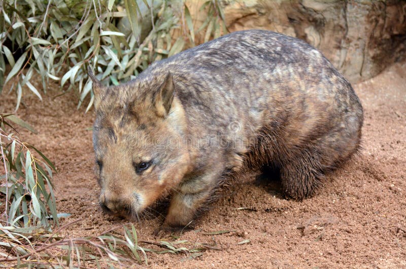 Vombat fotografering för bildbyråer. Bild av varelse - 40259135