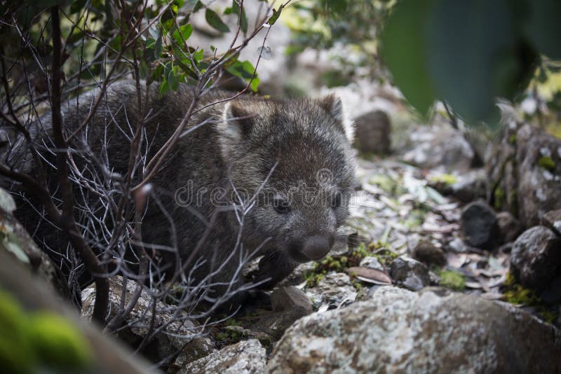 Tasmanian vombat arkivfoto. Bild av barbacka, haired - 121310092