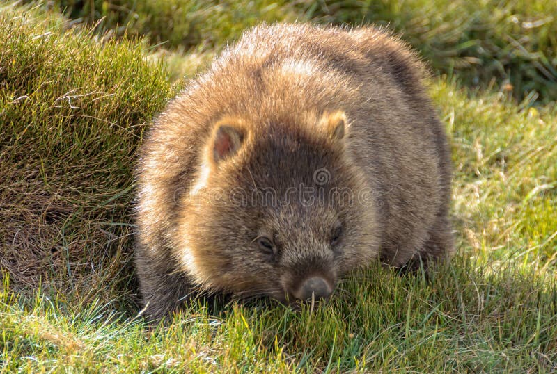 Vombato Nel Parco Nazionale Della Montagna Della Culla, Tasmania ...