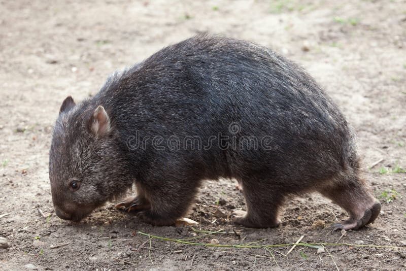 Wombat Vombatus Ursinus Sull'isola Di Maria Durante Il Tramonto Sul ...