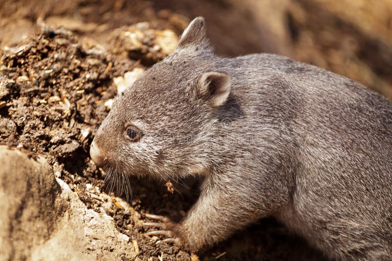 Vombato del bambino fotografia stock. Immagine di animale - 36775008