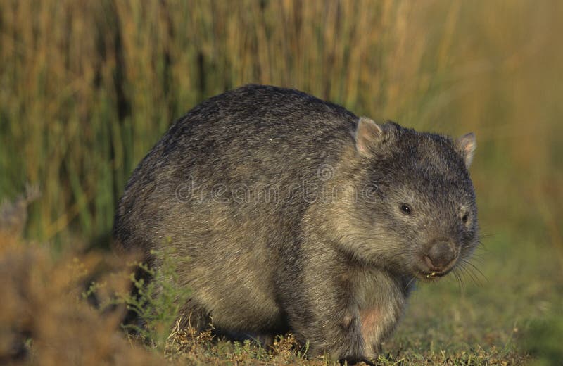 L'Australia: Madre E Bambino Di Vombato Fotografia Stock - Immagine di ...