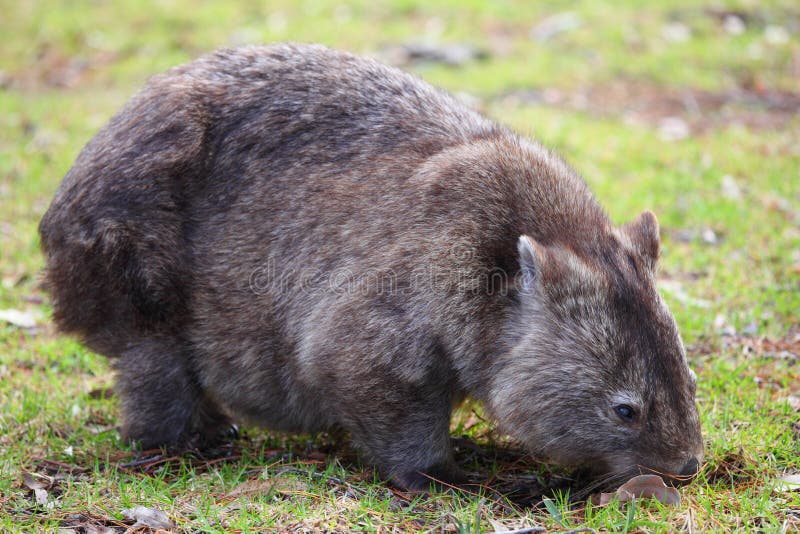 Vombato Marsupiale Indigeno Selvaggio Che Mangia Erba Verde Fotografia ...