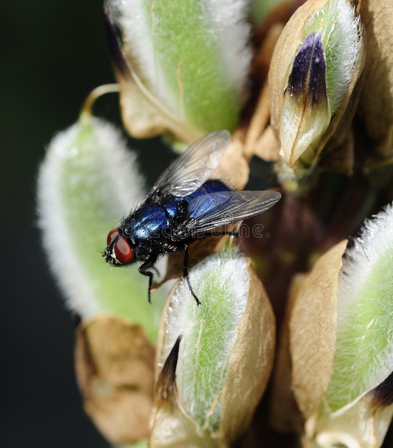 Vomitoria Del Calliphora - Mosca De La Moscarda Foto de archivo ...