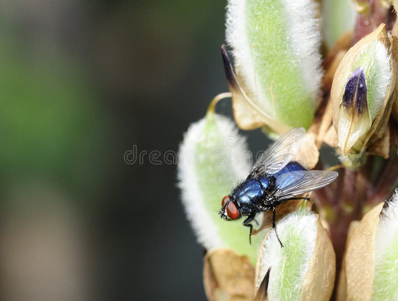 Vomitoria Del Calliphora - Mosca De La Moscarda Foto de archivo ...