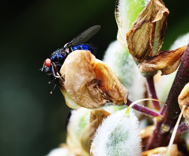 Vomitoria Del Calliphora - Mosca Di Moscone Azzurro Della Carne ...