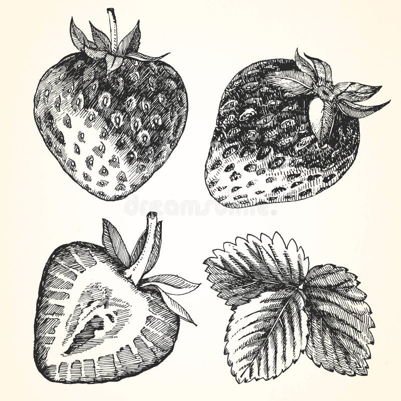 Von Hand Gezeichnete Illustration Der Erdbeere Vektor Abbildung ...