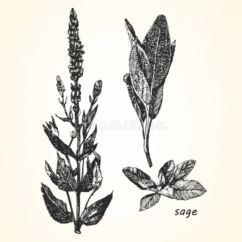 Hand gezeichneter Salbei vektor abbildung. Illustration von hand - 62187345