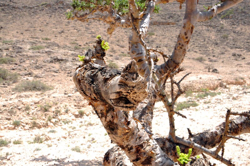 Von Oman Weihrauchbaum stockbild. Bild von betrieb, heilig - 19777881