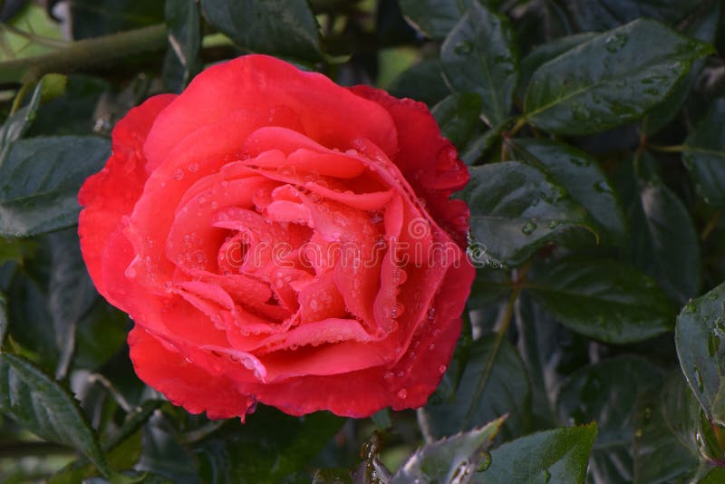 Voodoo Orange Rose 01 stock image. Image of green, pink - 152143855