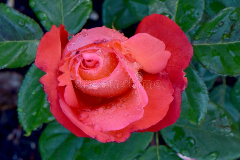 Voodoo Orange Rosebud stock photo. Image of rose, floral - 152144512