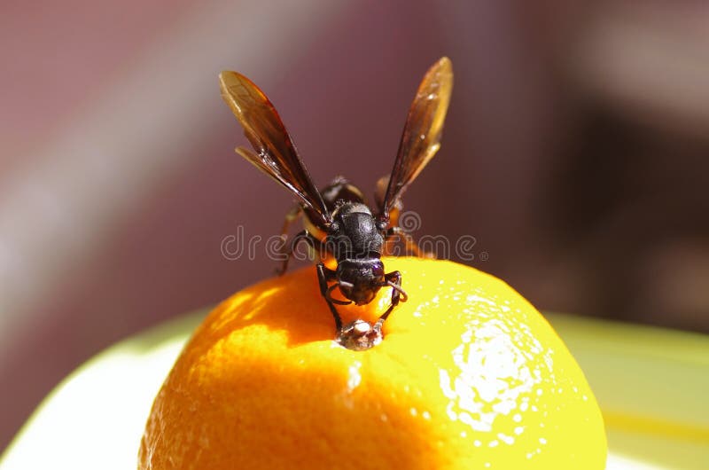 Vooraanzicht Van Een Horzel Stock Afbeelding - Image of ...