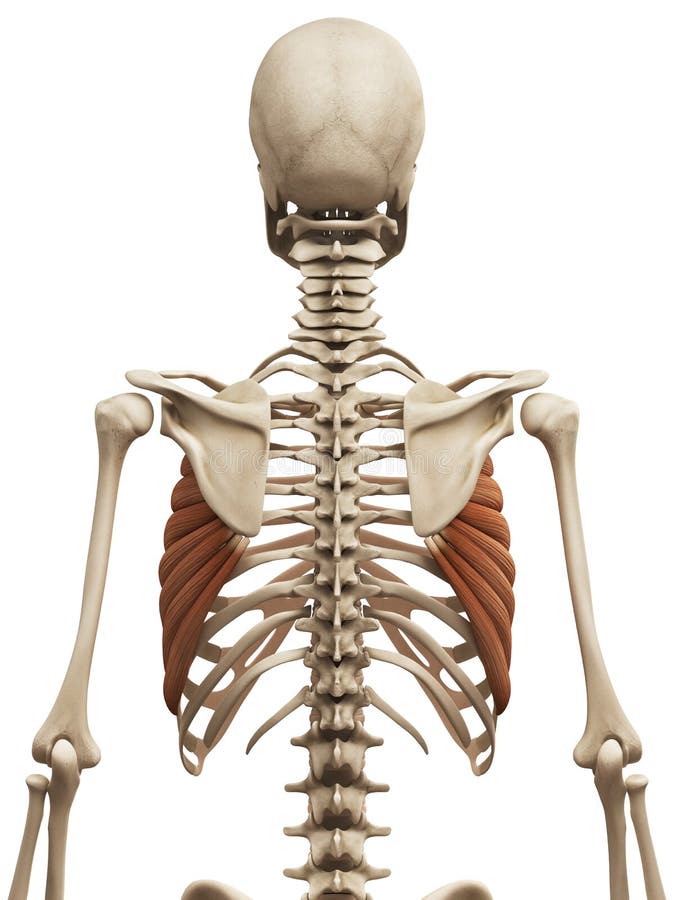 Anatomie Van De Serratus Anterior De Spier Voor Medische Begrippen 3d ...