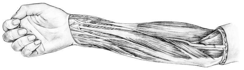 Voorarm - Spieren en Pezen stock foto. Image of dorsaal - 82090848