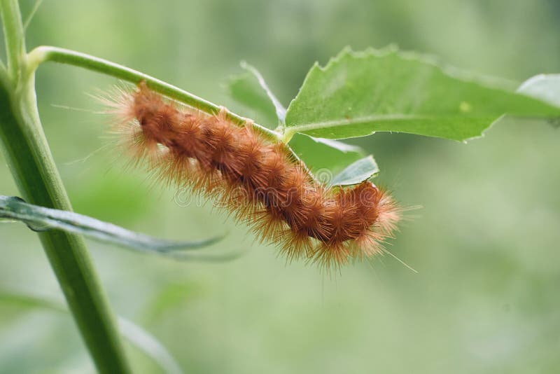 Voracious Caterpillar on a Leaf. Stock Image - Image of animal, life ...