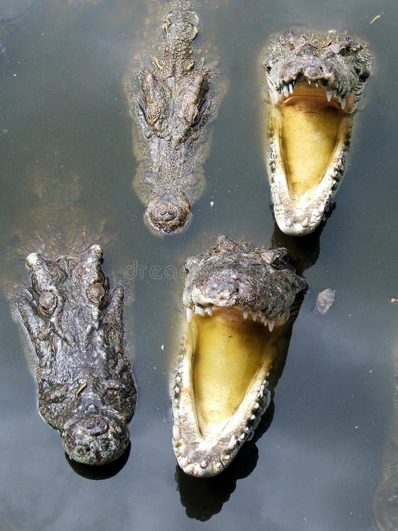Voracious crocodile stock photo. Image of crocs, dangerous - 196372