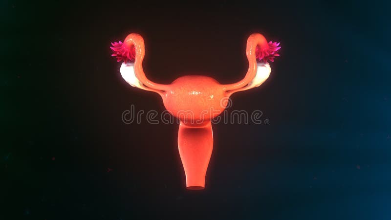 Vorderansicht Der Gebärmutter Stockbild - Bild von gebärmutter, ader ...