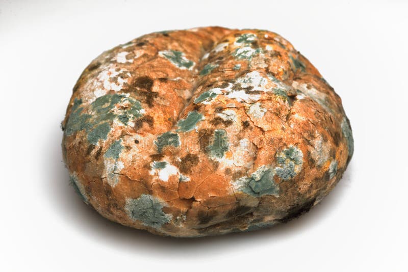 Schimmel op oud brood stock foto. Image of vorm, groen - 34263242